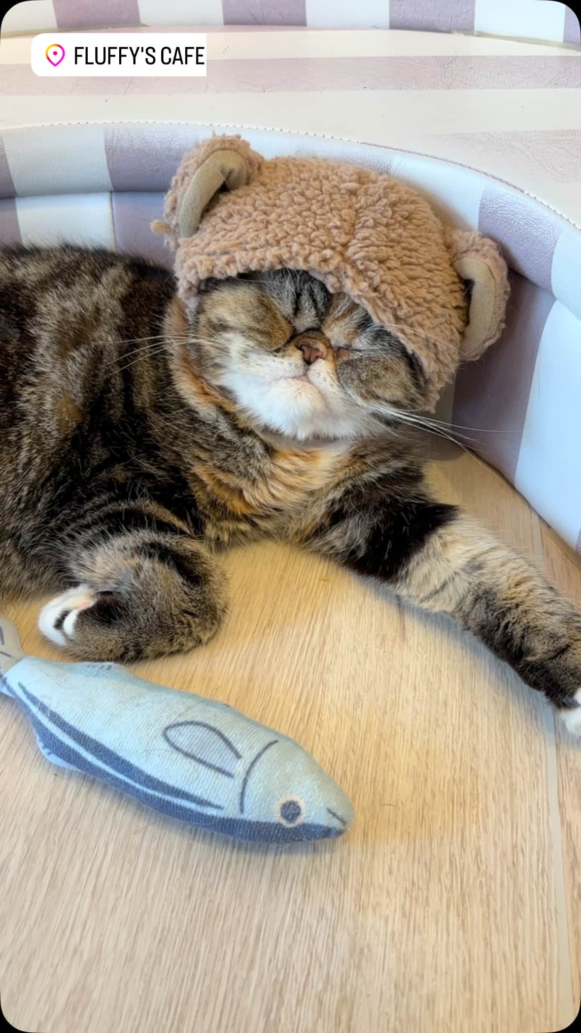 くまさんに変身して寝ているぷっちょ😴♡ | | Fluffy's cafe